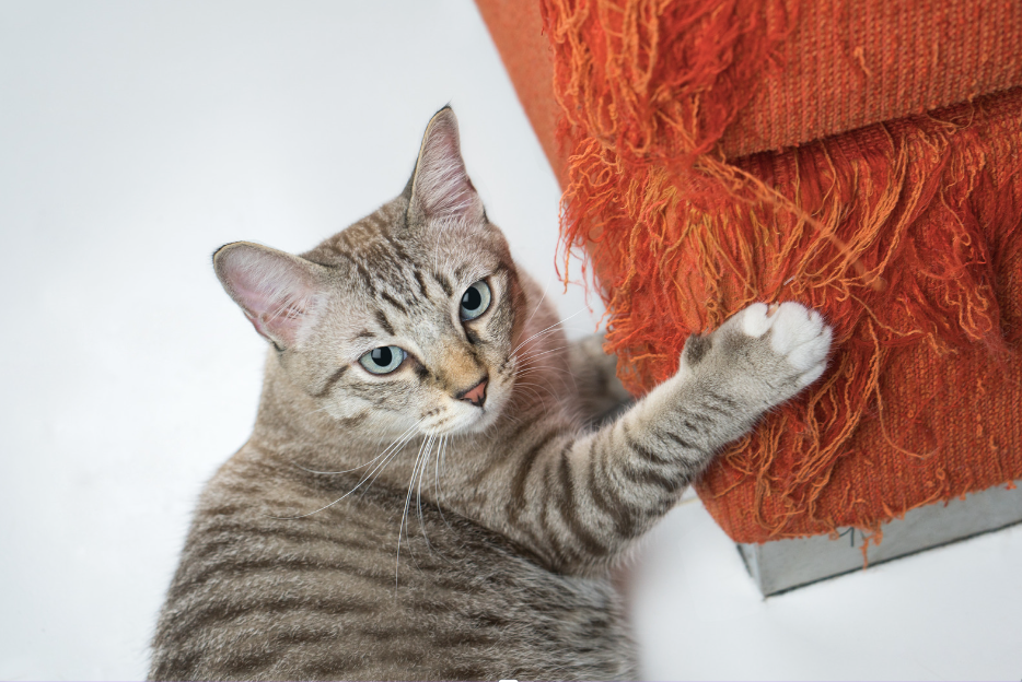Solutions pour éviter le Griffures Intempestives chez les Chats : Cons
